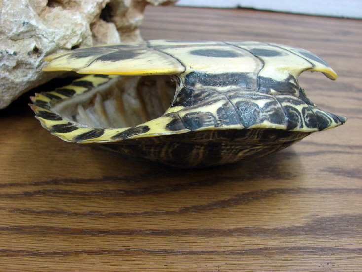 Red Ear Slider Plus Real Common Turtle Shell for Crafts - Moose-R-Us ...