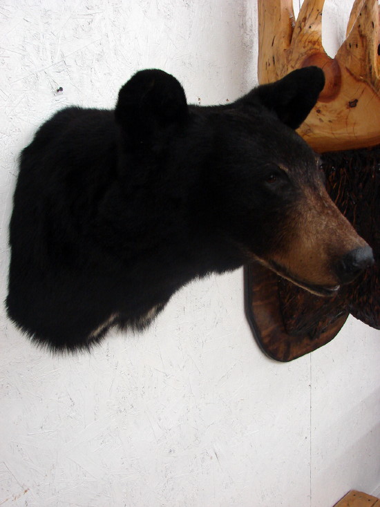 Real Black Bear Shoulder Mount Taxidermy Wall Mount - Moose-R-Us.Com ...
