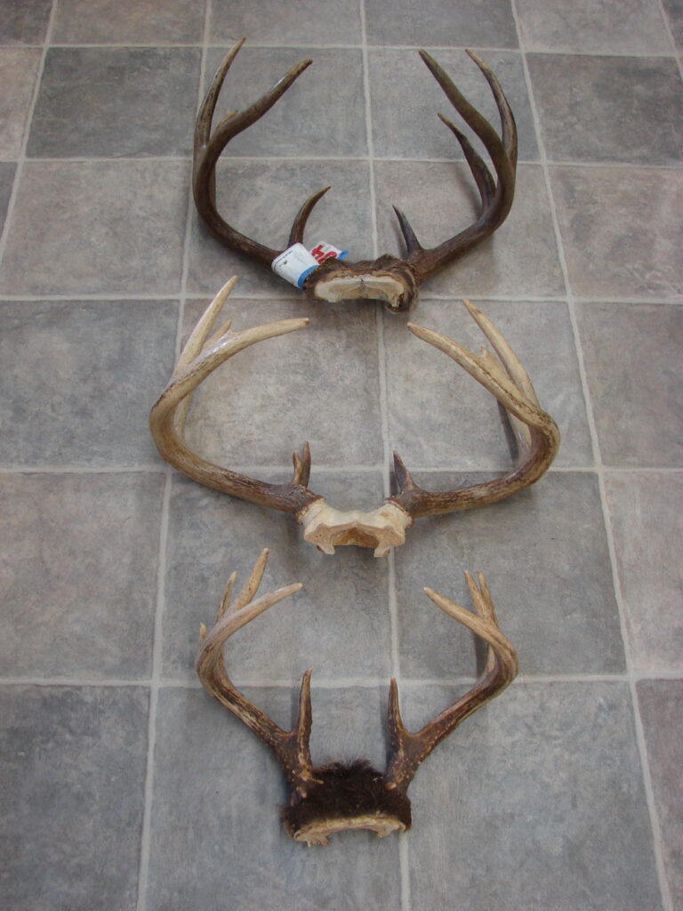 Real Deer Antler Pairs Hunt Shed Rustic Lodge Decor Crafts - Moose-R-Us ...