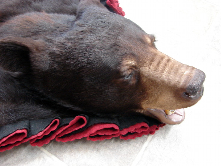Brand New Real Black Bear Skin Rug Huge Summer Pelt Cranberry Double ...