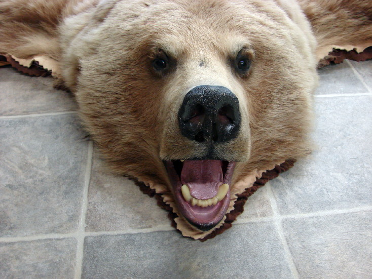 Real Grizzly Bear Rug Taxidermy Hide Blonde Pelt Fur Alaska - Moose-R ...