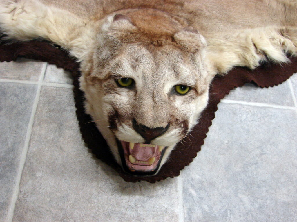 Real Mountain Lion Cougar Taxidermy Fur Pelt Rug - Moose-R-Us.Com Log ...
