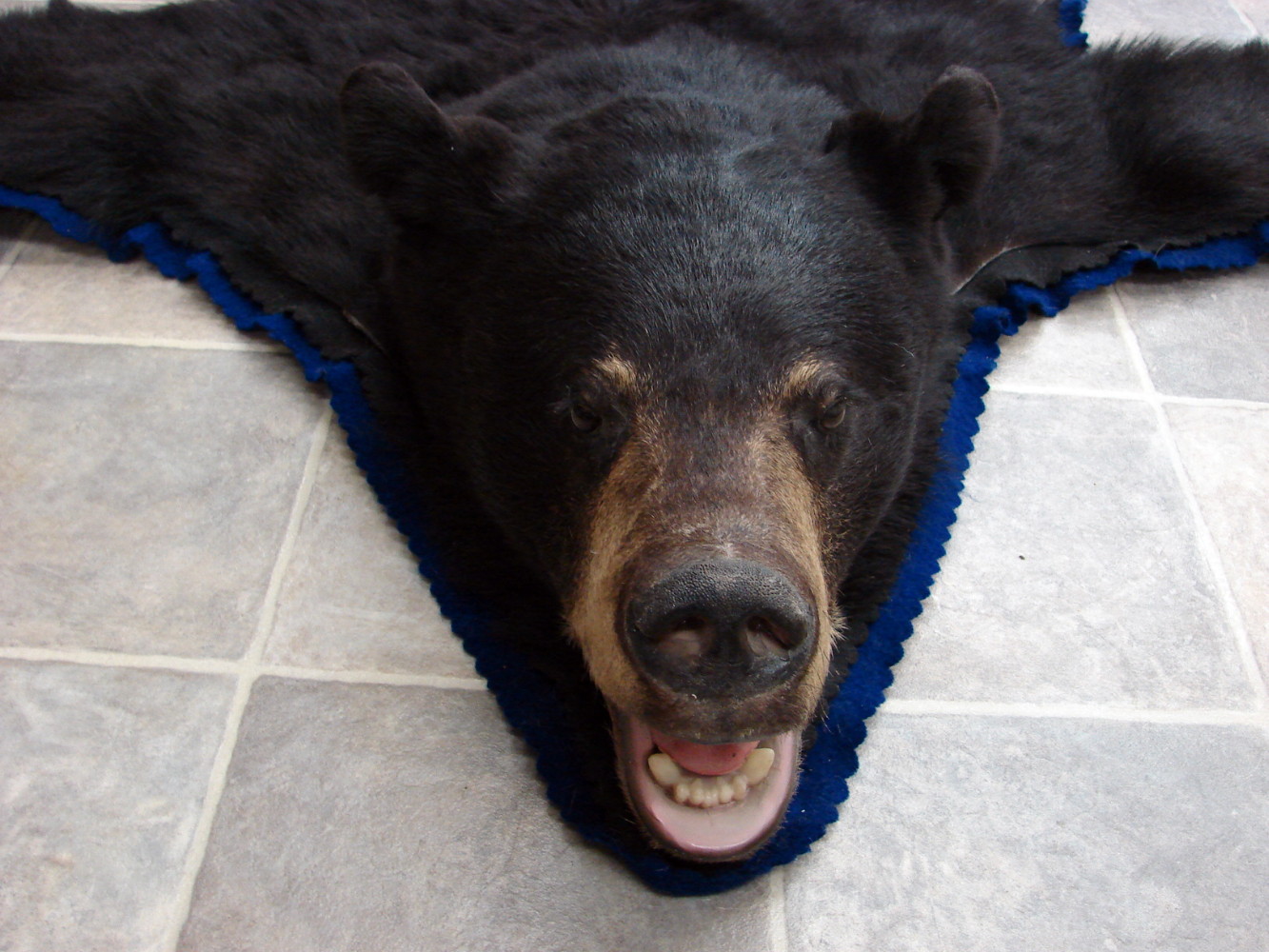 Real Black Bear Rug Taxidermy Hide Pelt Fur Black Royal Blue Felt Open ...