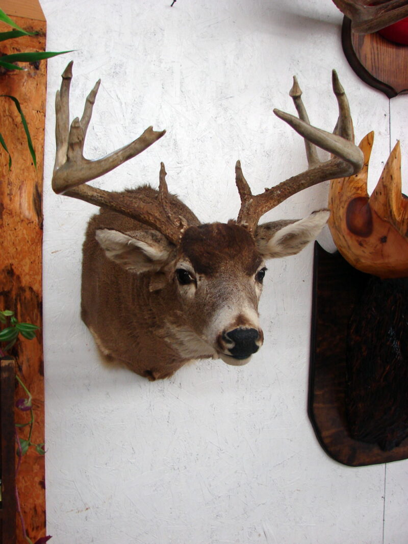 White Tail Deer Trophy Taxidermy Shoulder Mount 12 Pt Sneak Pose ...