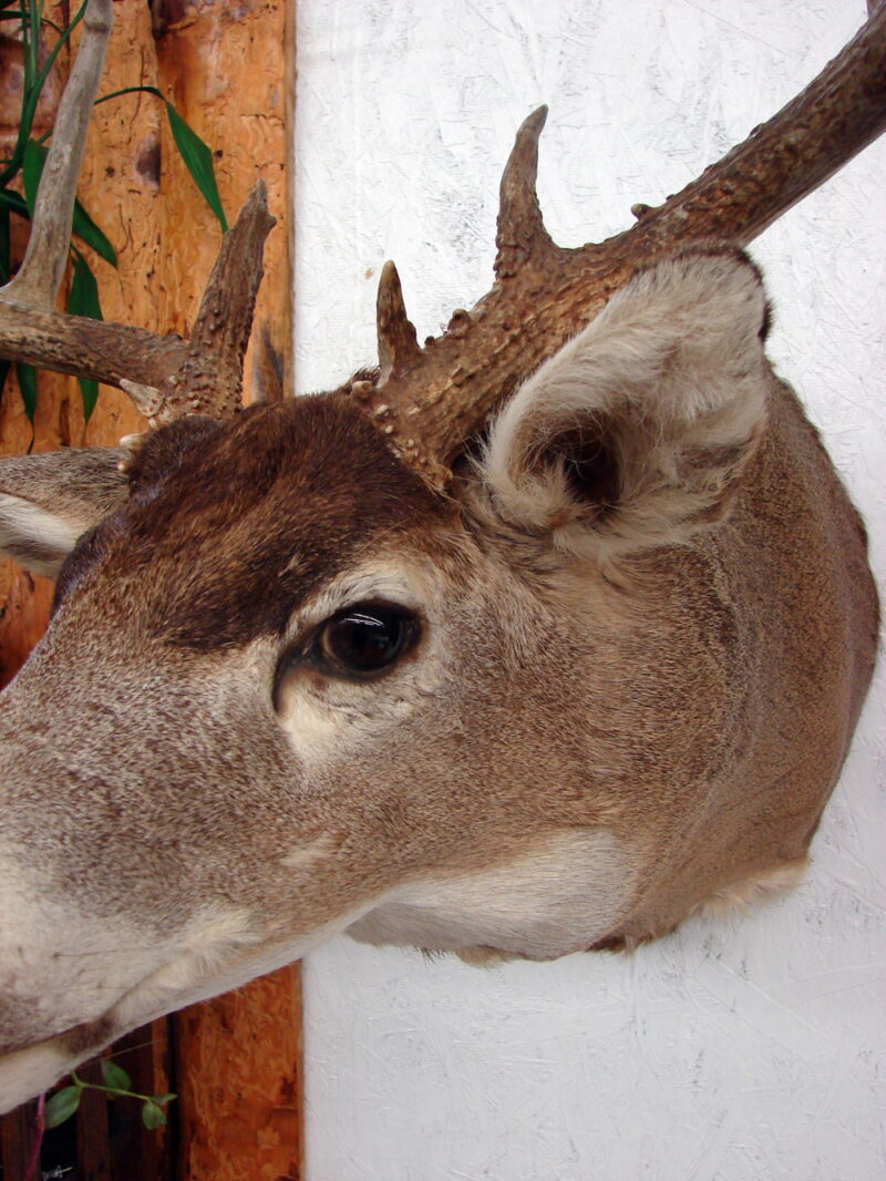 White Tail Deer Trophy Taxidermy Shoulder Mount 12 Pt Sneak Pose ...