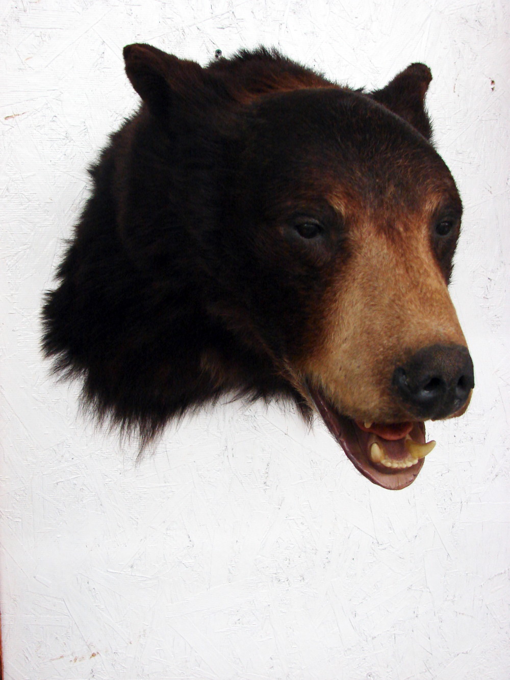 Real Black Bear Shoulder Mount Taxidermy Wall Mount Style 2 - Moose-R ...