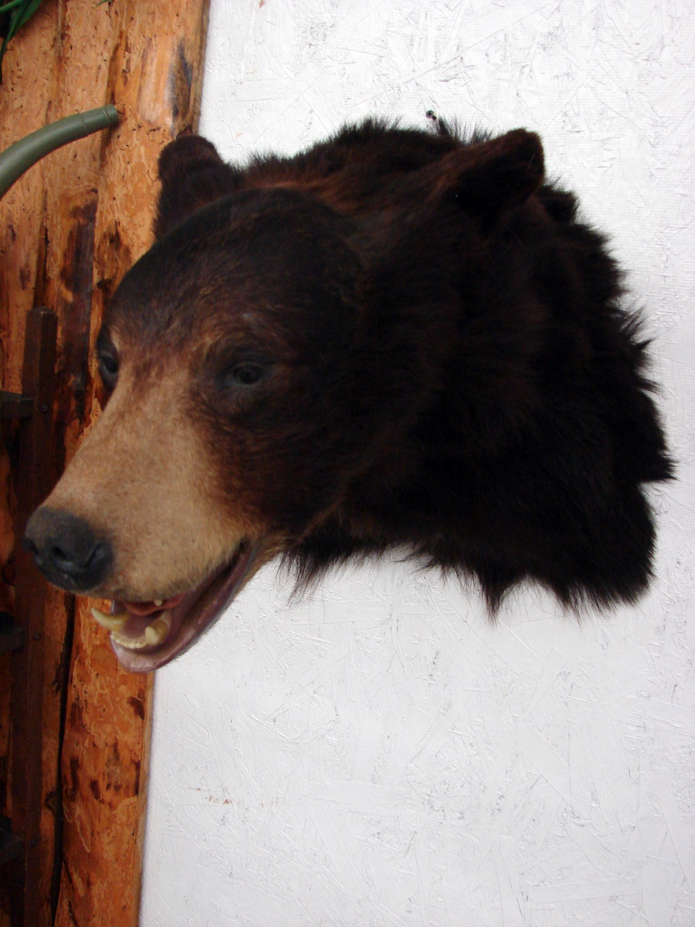 Real Black Bear Shoulder Mount Taxidermy Wall Mount Style 2 - Moose-R ...