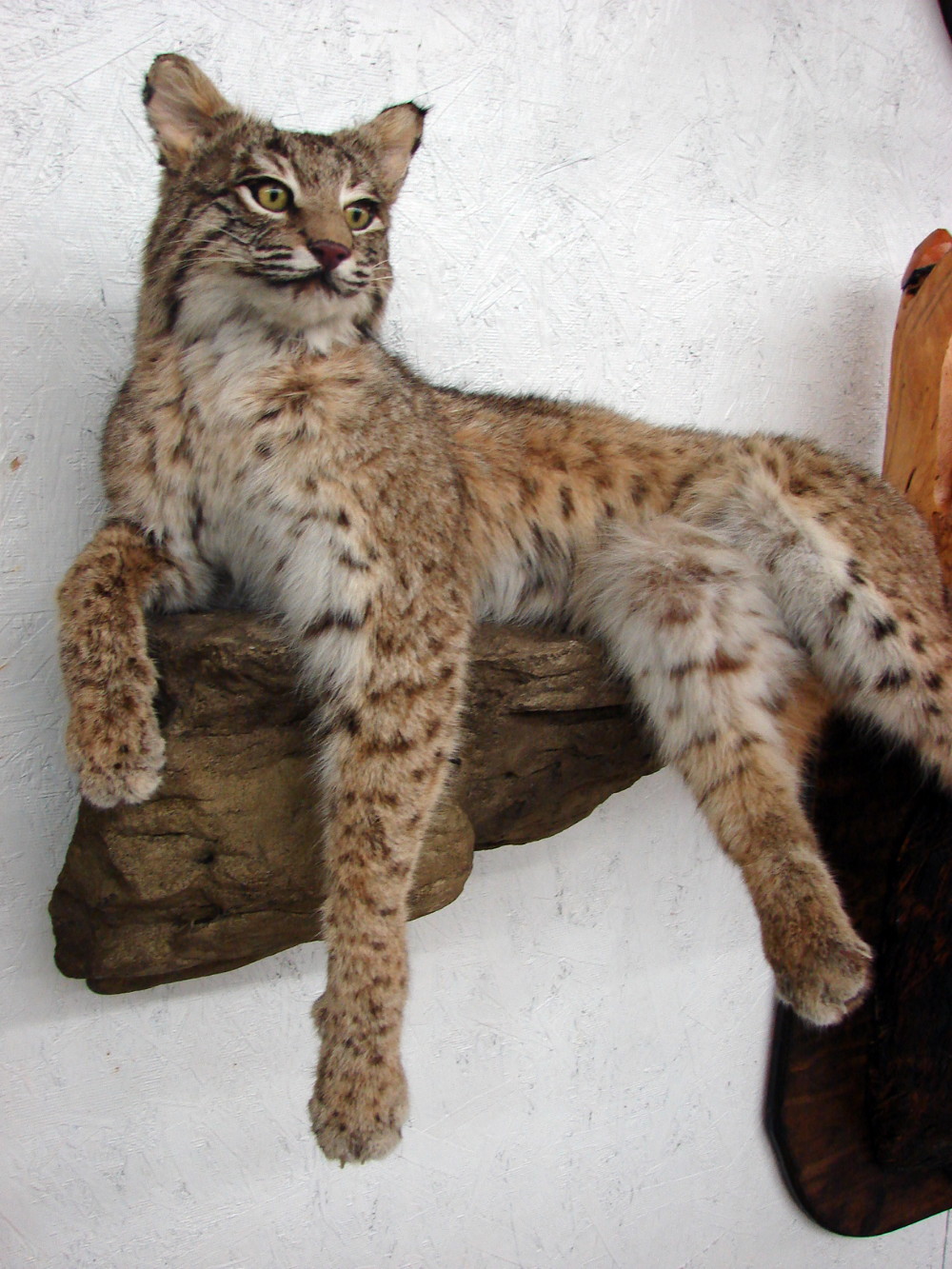 Real Bobcat Taxidermy Mount Full Body Laying on Rock Wall Hanger ...