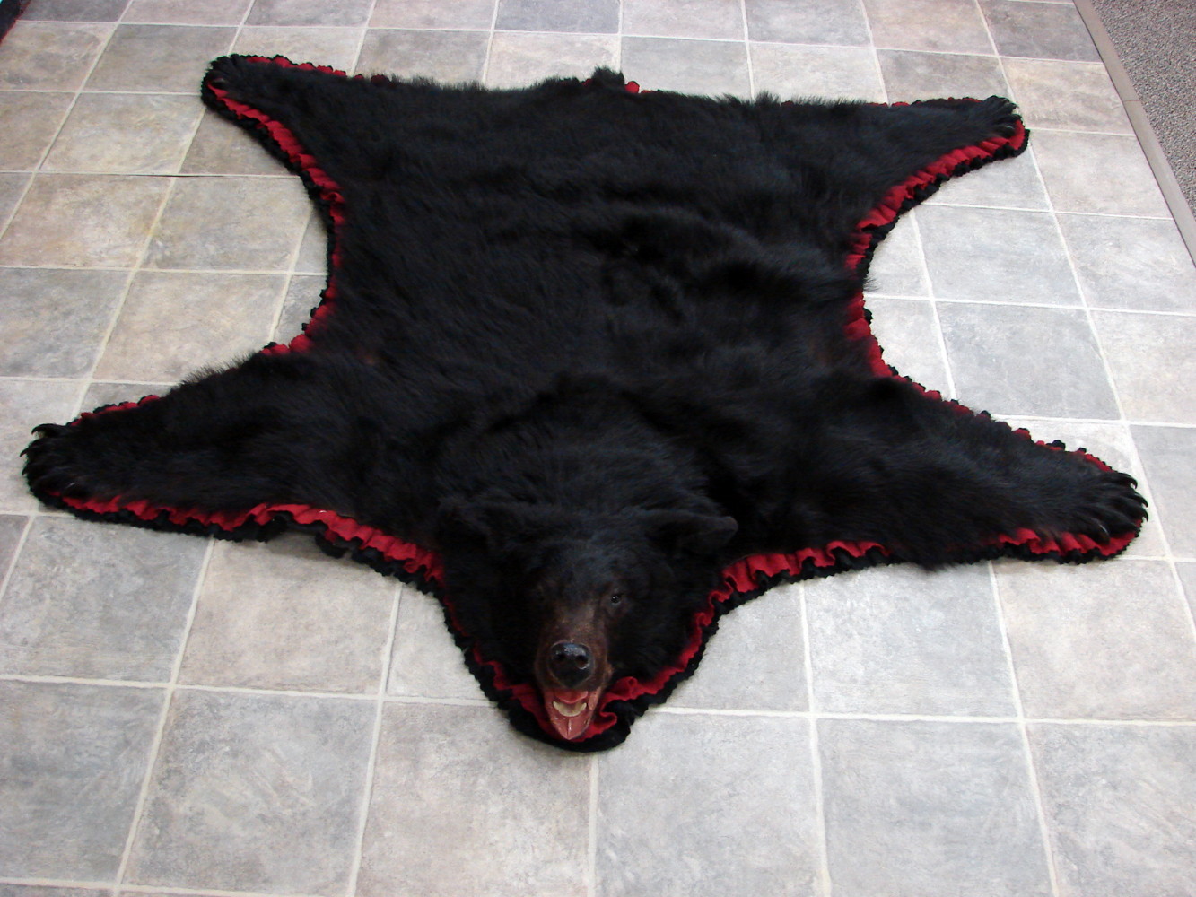 Real Black Bear Rug Taxidermy Hide Pelt Fur Cranberry Black Super Thick ...