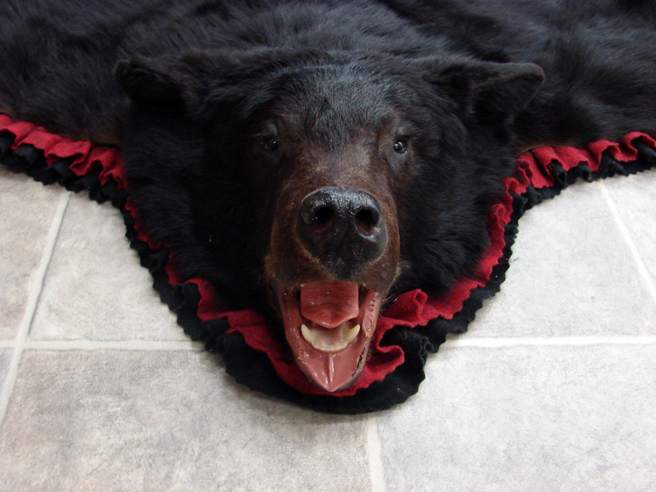 Real Black Bear Rug Taxidermy Hide Pelt Fur Cranberry Black Super Thick ...