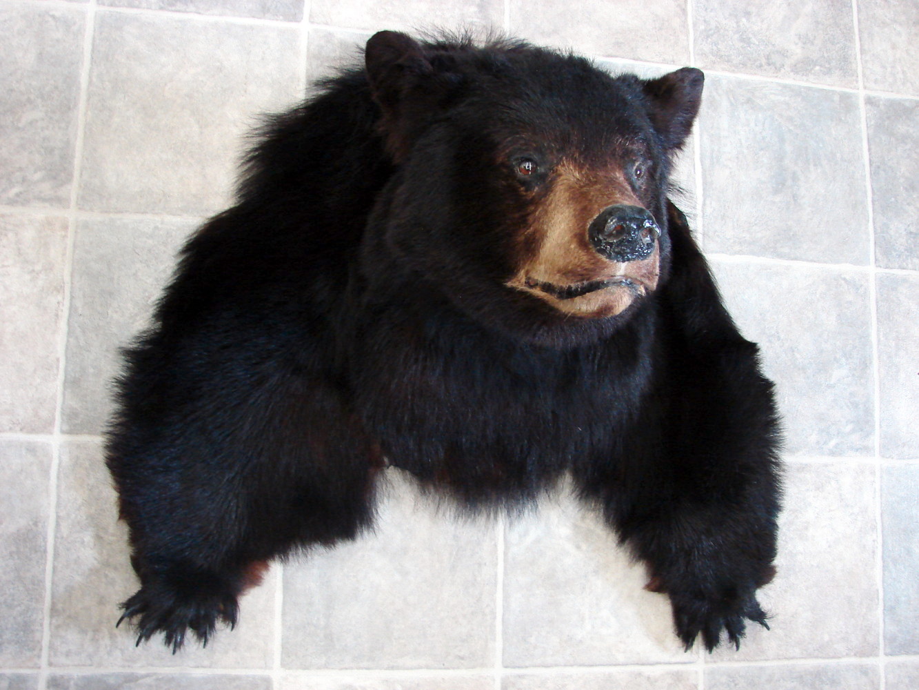Real Black Bear Shoulder Mount w/ Front Legs Taxidermy Wall Mount ...