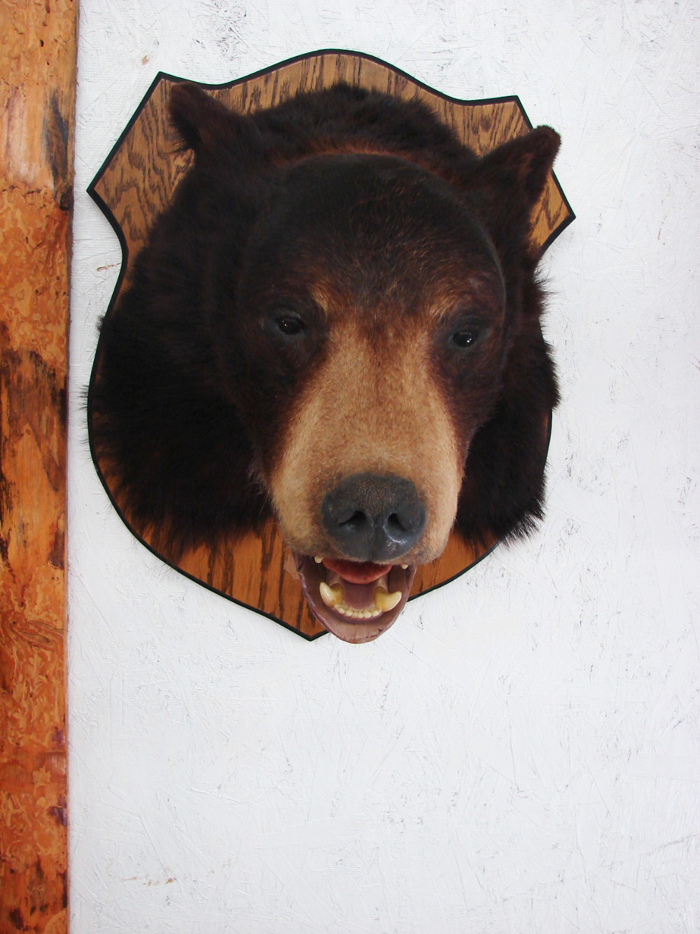 Real Black Bear Shoulder Mount Taxidermy Wall Mount Style 2 - Moose-R ...
