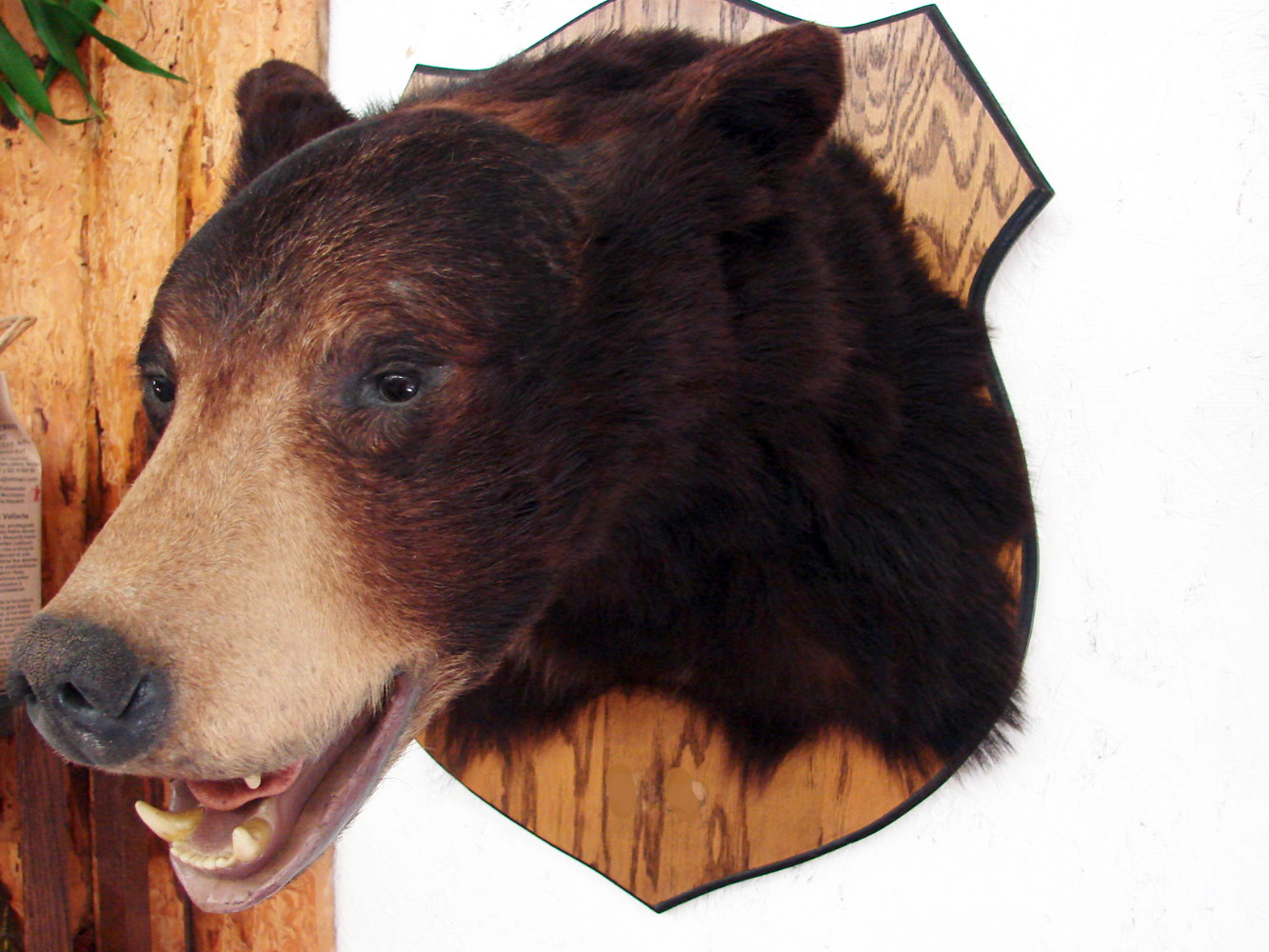 Real Black Bear Shoulder Mount Taxidermy Wall Mount Style 2 - Moose-R ...