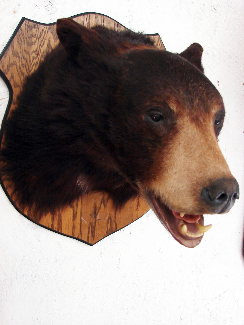 Real Black Bear Shoulder Mount Taxidermy Wall Mount Style 2 - Moose-R ...