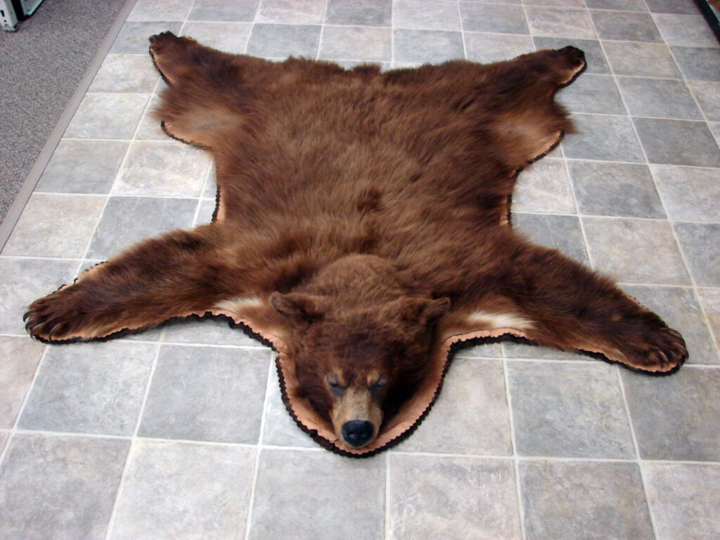 Unique Real Alaskan Grizzly Black Bear Rug Taxidermy Hide Pelt Fur ...