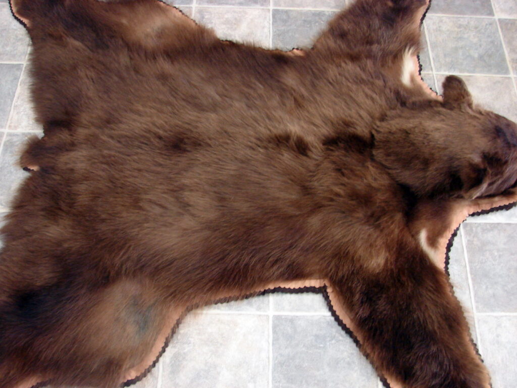 Unique Real Alaskan Grizzly Black Bear Rug Taxidermy Hide Pelt Fur ...