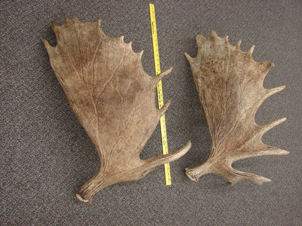 Natural Real Antlers - Moose-R-Us.Com Log Cabin Decor