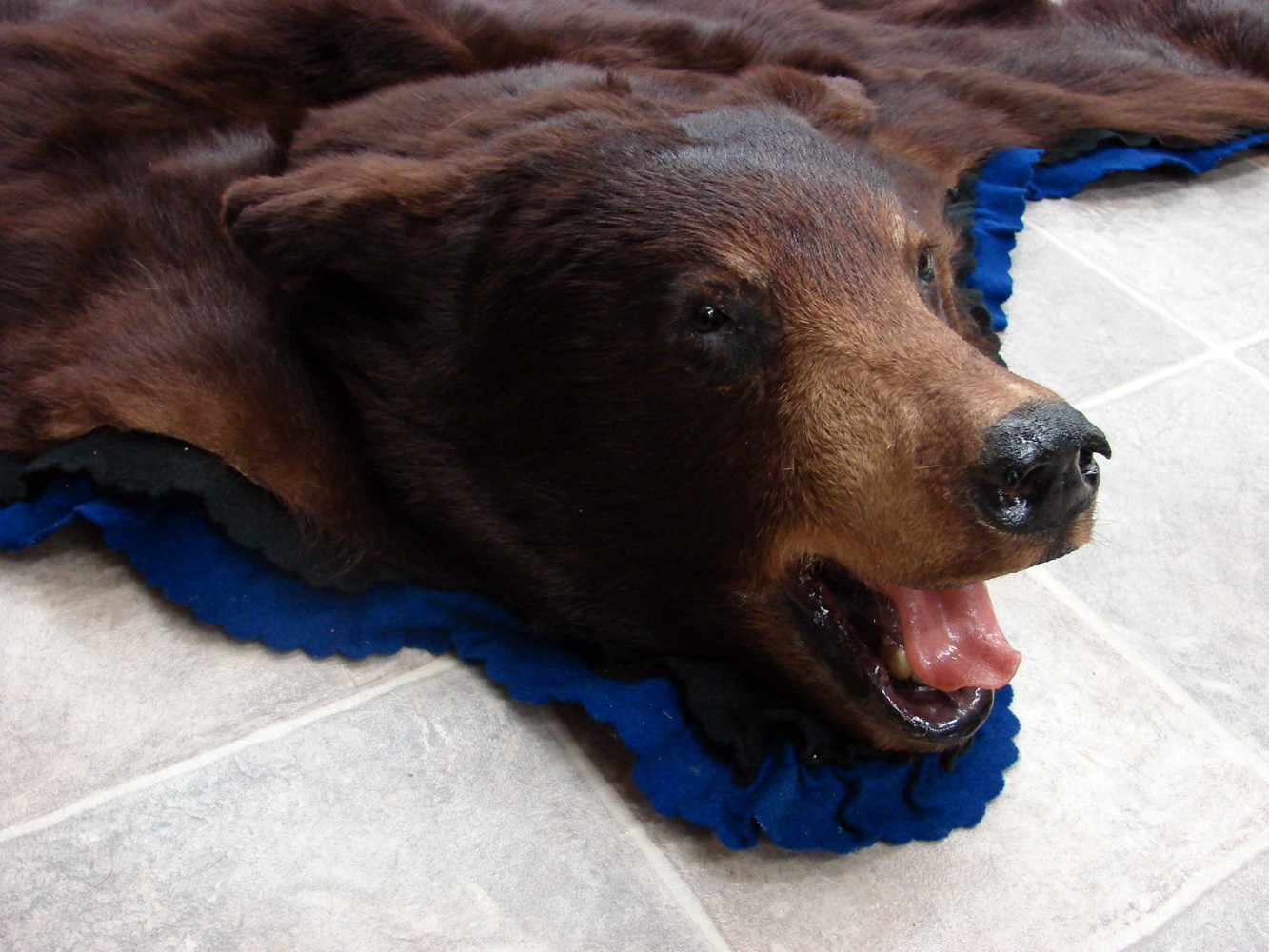 Real Black Bear Rug Taxidermy Hide Pelt Fur Royal Blue Black Felt Open ...