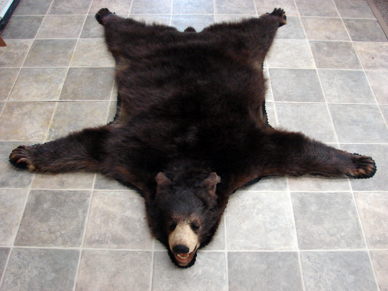 Real Black Bear Rug Taxidermy Hide Pelt Fur Compact Black Felt Open ...