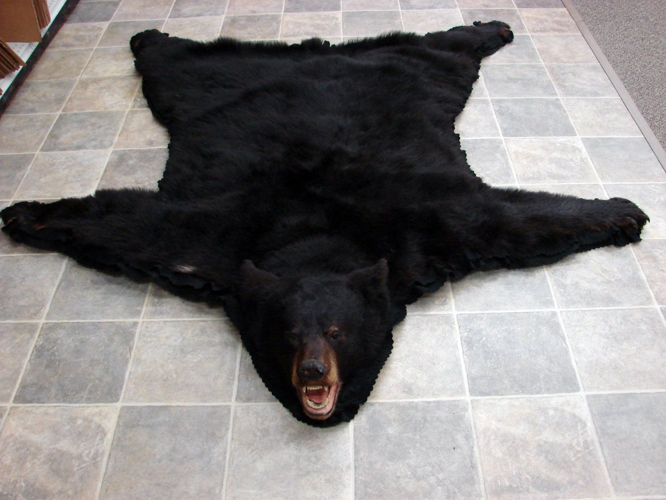 Real Black Bear Rug Taxidermy Hide Pelt Fur Black on Black Felt Open ...