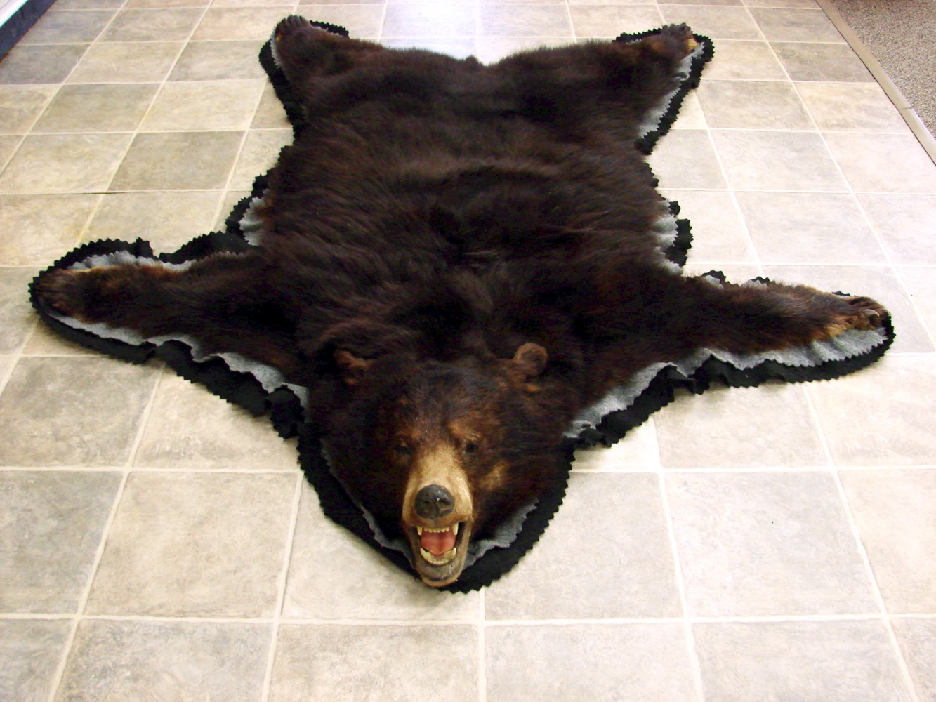 Preowned Real Black Bear Rug Canada Compact Taxidermy Hide Pelt Fur ...