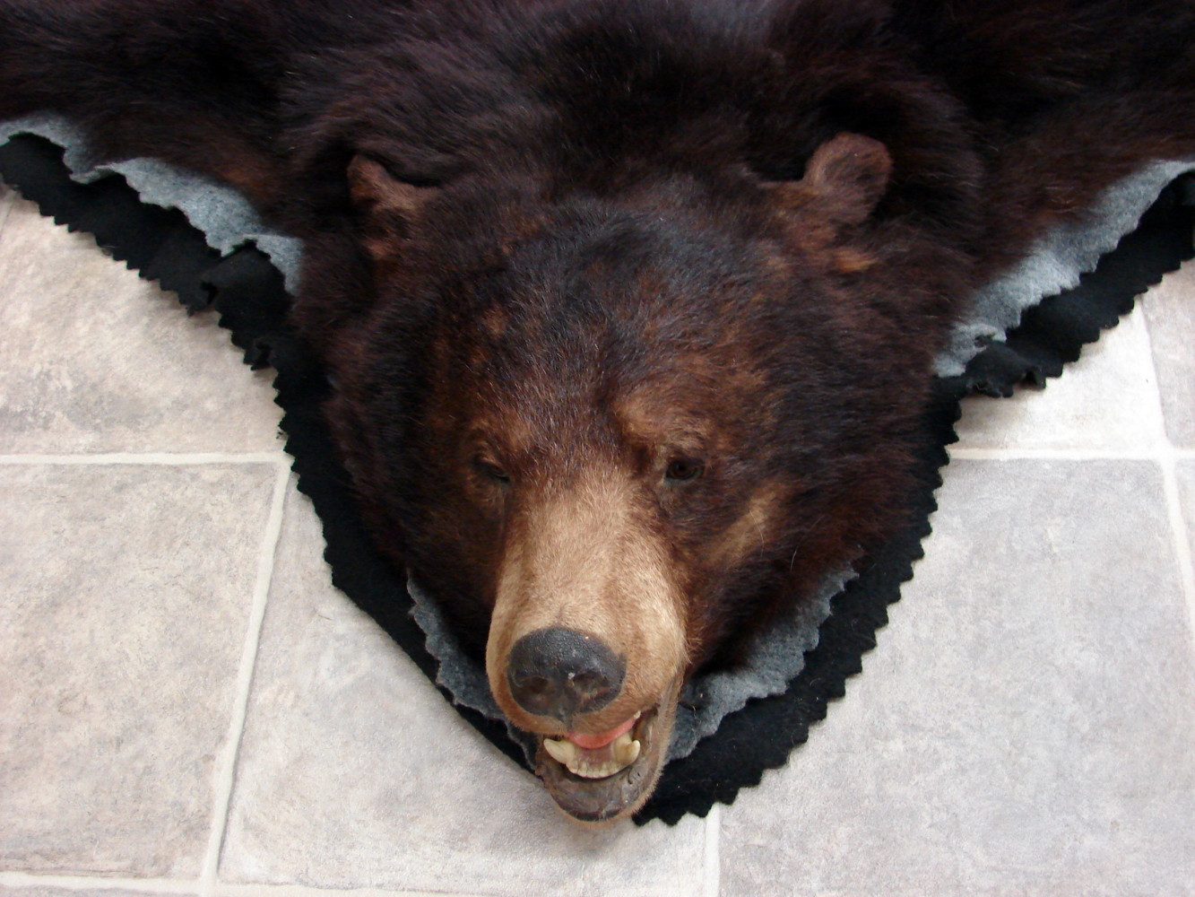Preowned Real Black Bear Rug Canada Compact Taxidermy Hide Pelt Fur ...